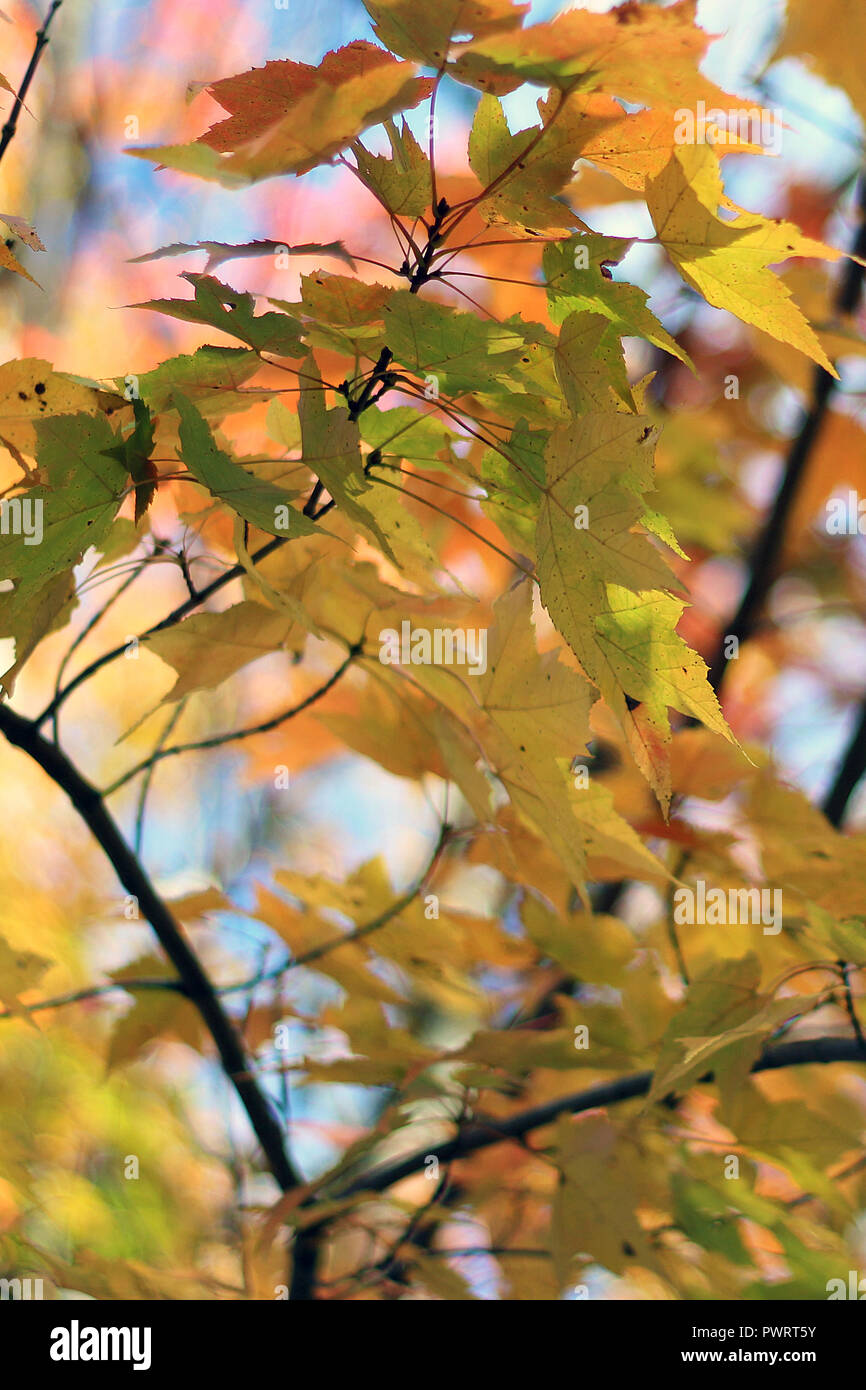 Fall autumn vermont maple tree hi-res stock photography and images - Alamy
