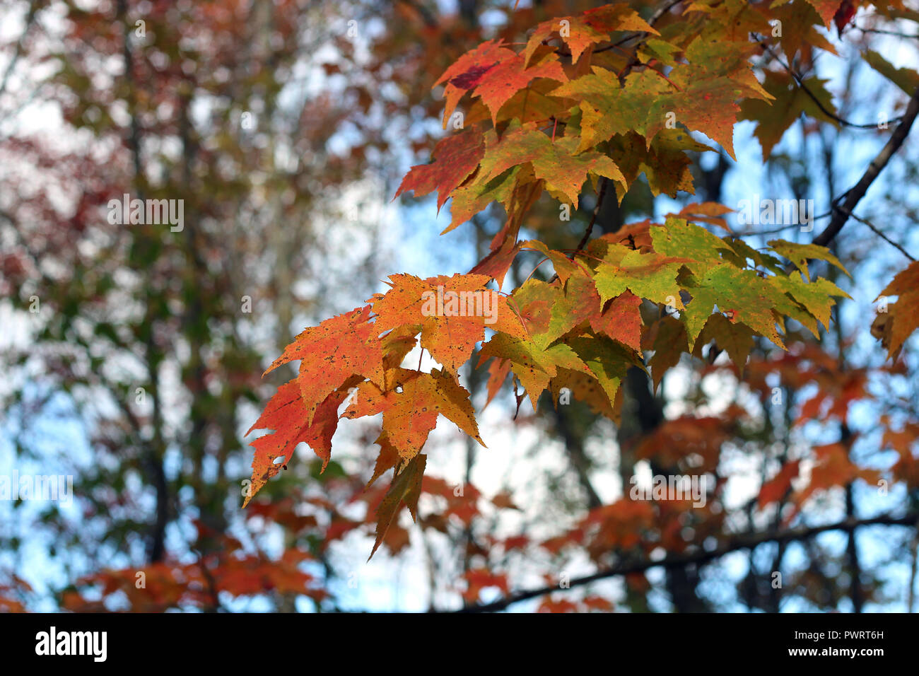 Colorful Autumnal Maple Leaves in Northern Vermont Stock Photo - Alamy