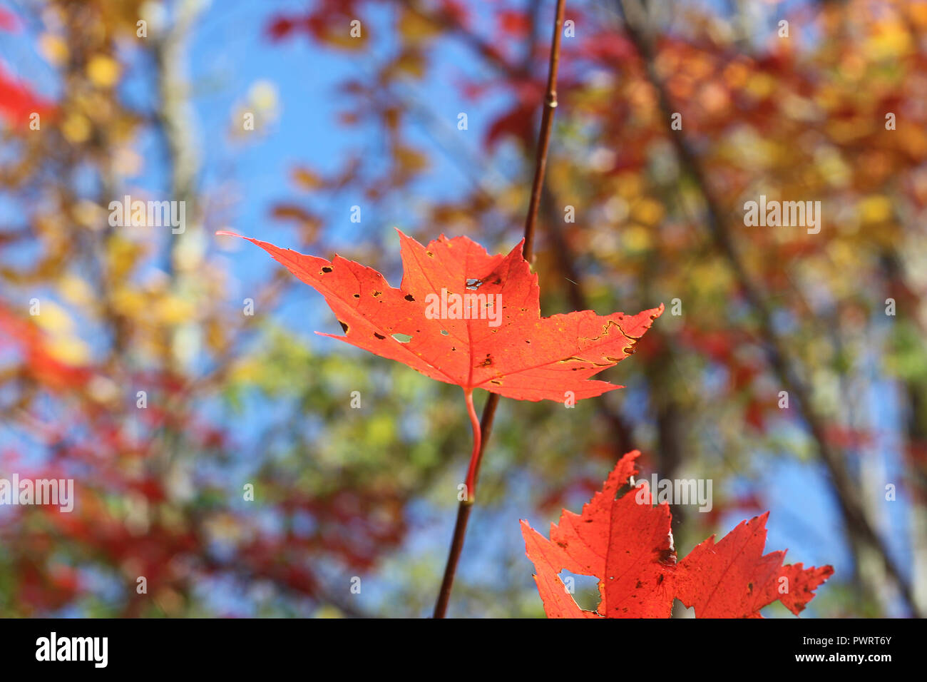 Fall autumn vermont maple tree hi-res stock photography and images - Alamy
