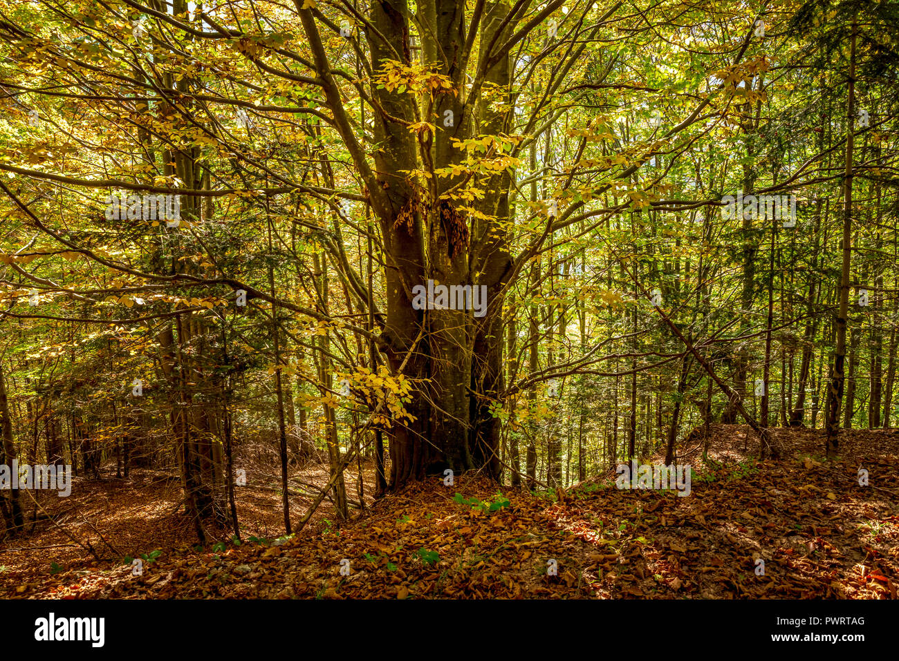 Trees in autumn, natural patterns and background Stock Photo - Alamy