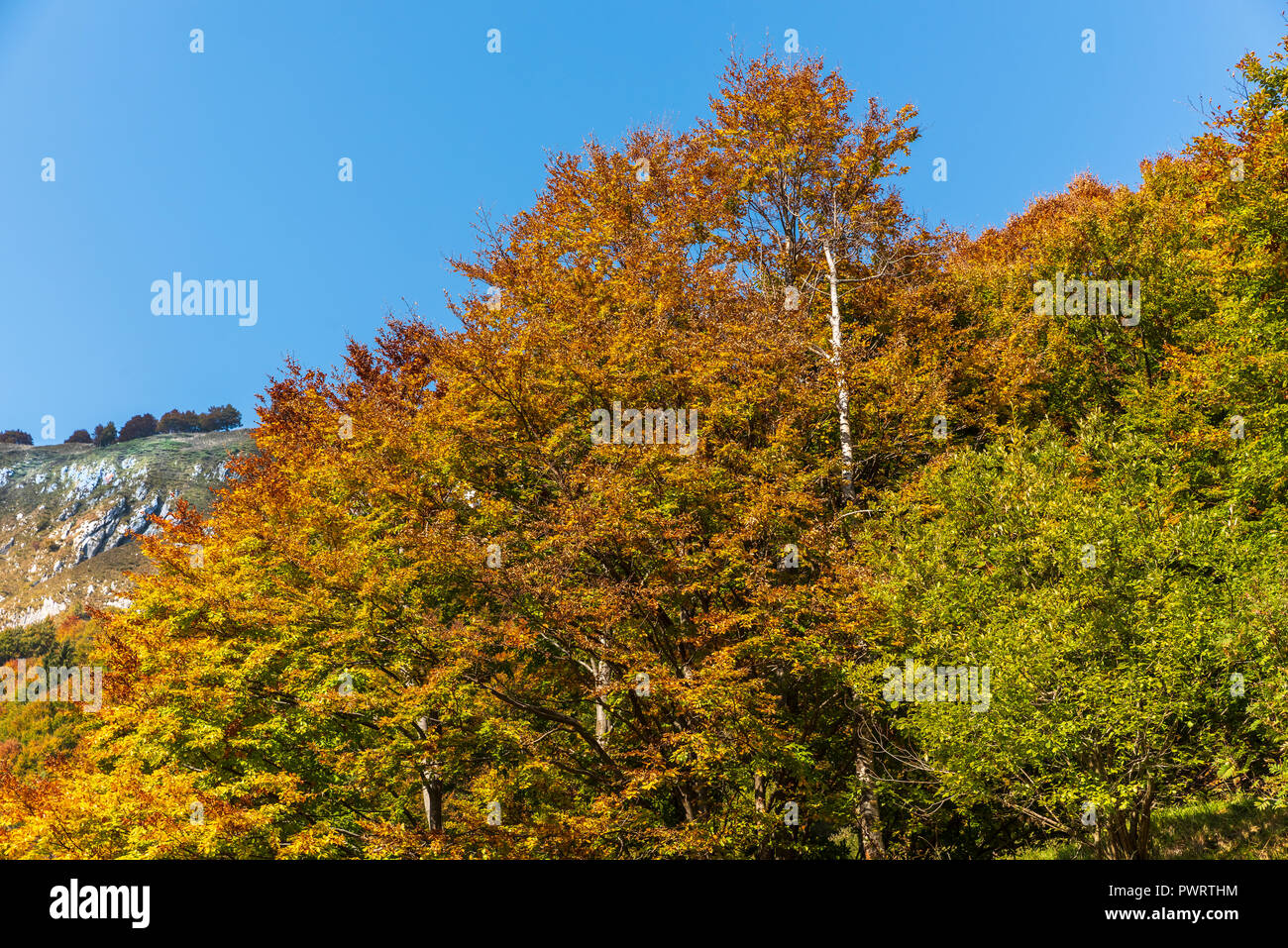 Colorful pine trees background fall hi-res stock photography and images ...
