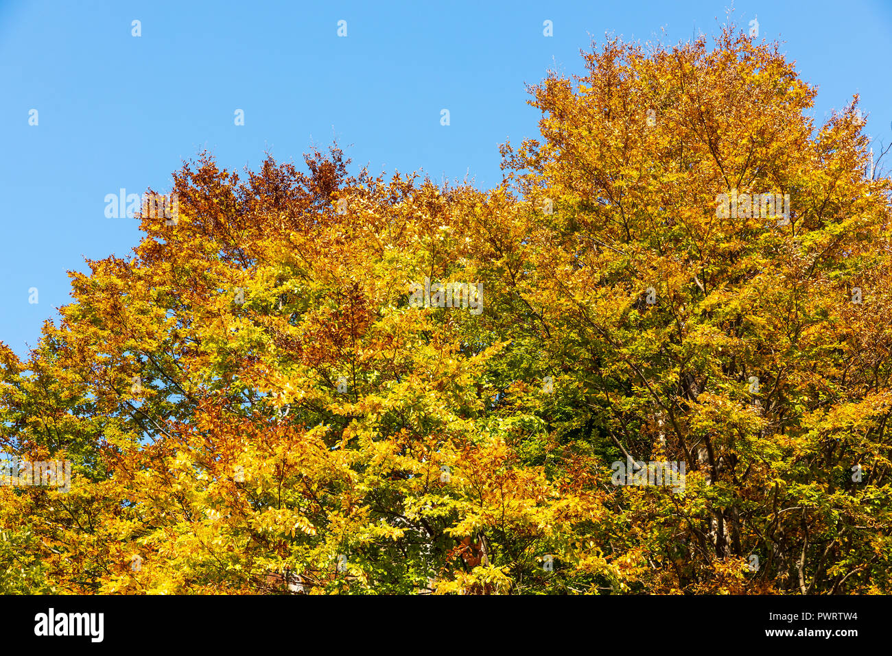 Tops of the trees in the woods during autumn Stock Photo - Alamy