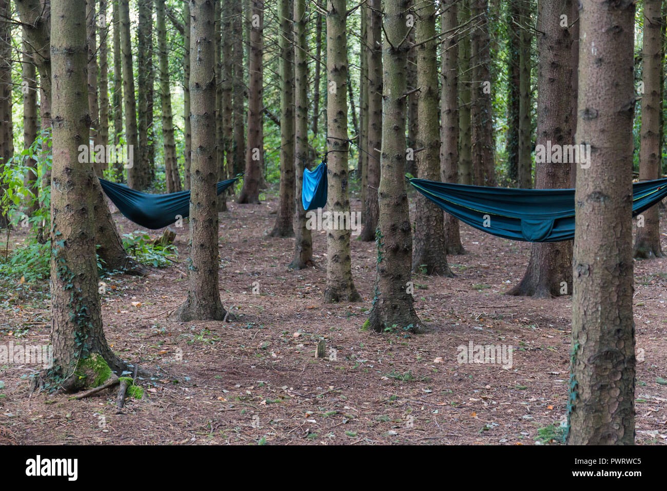 Suspended in trees hi-res stock photography and images - Alamy