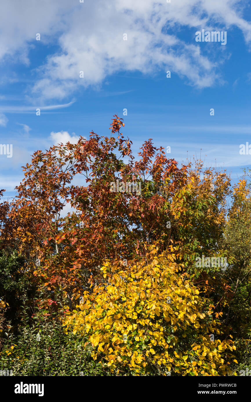 Autumn colours (red, copper, orange, golden, yellow, green) leaves of ...