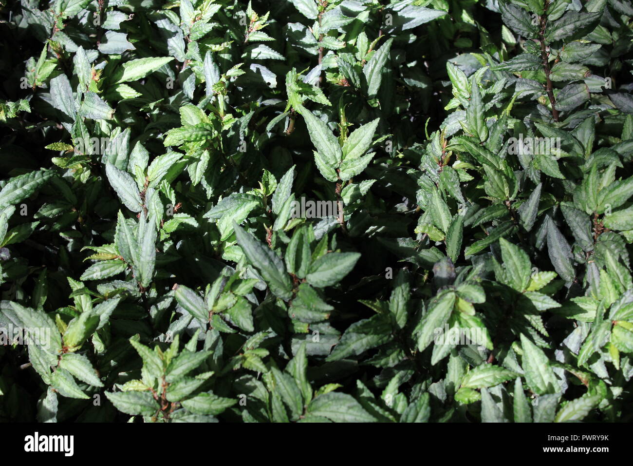 Trailing Watermelon Begonia, Pellionia repens, rainbow vine growing at ...