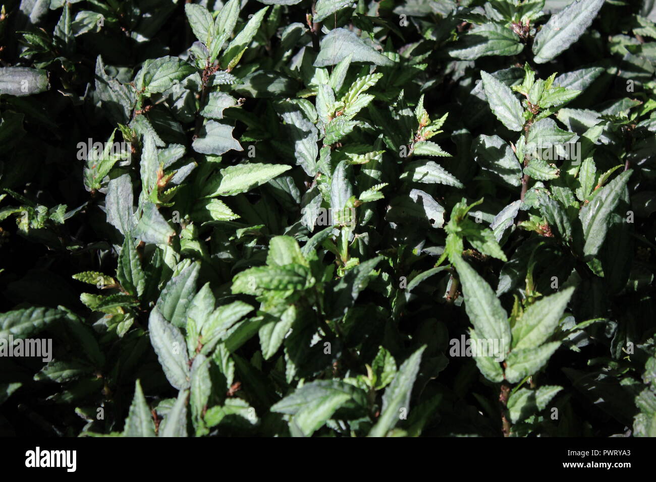 Pellionia repens hi-res stock photography and images - Alamy