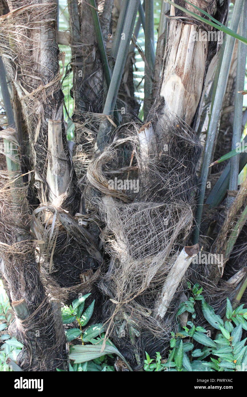 Beautiful tropical palm tree growing in the sunny meadow Stock Photo ...