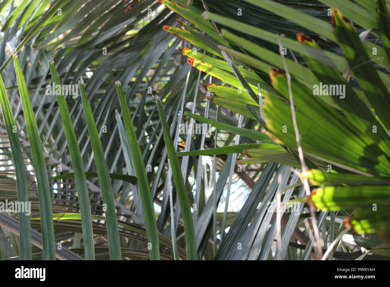 Dwarf Palm Tree High Resolution Stock Photography and Images - Alamy