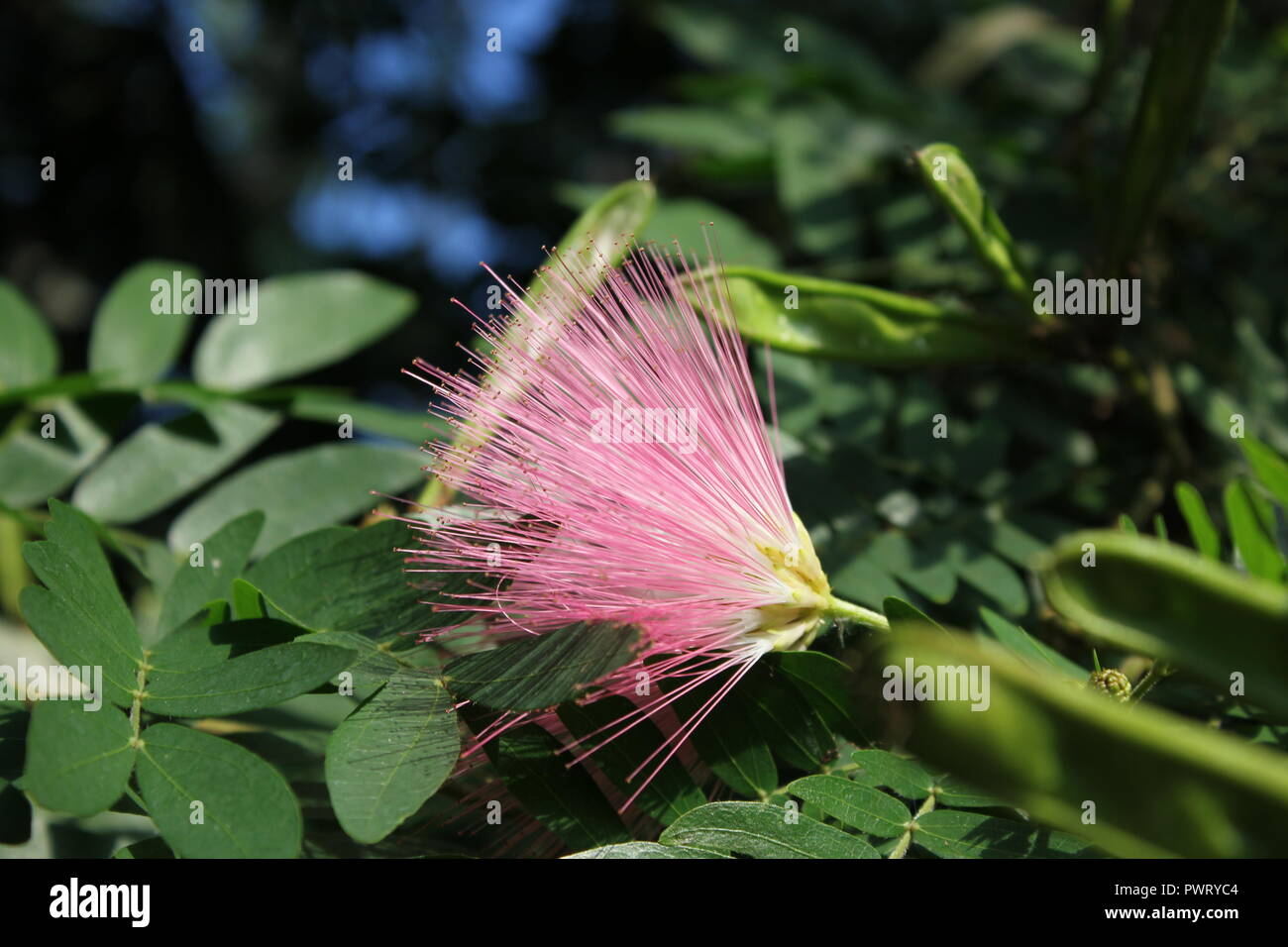 Pink powder puff, C. surinamensis, pretty and exotic pink flower ...