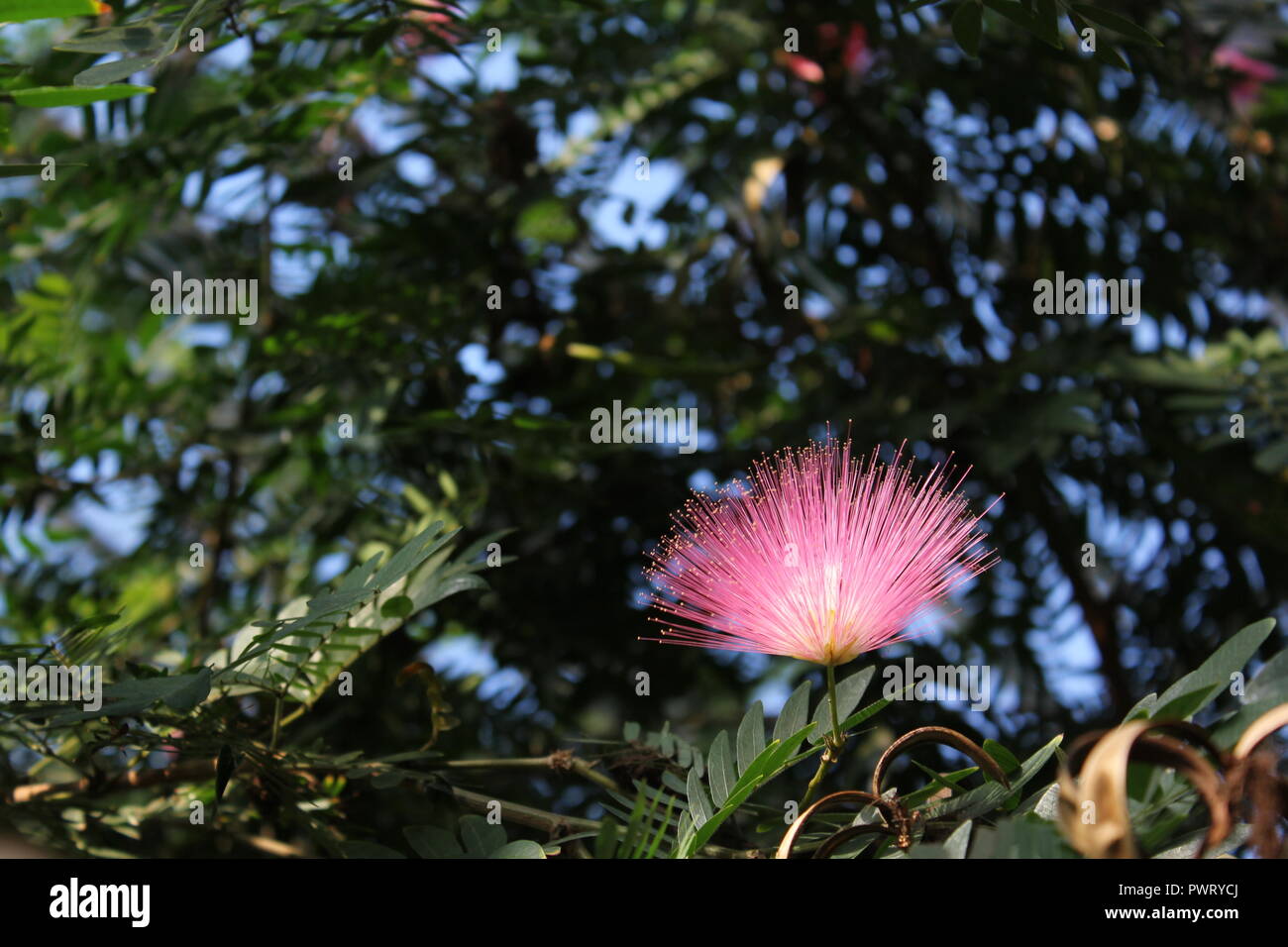 Pink powder puff, C. surinamensis, pretty and exotic pink flower ...