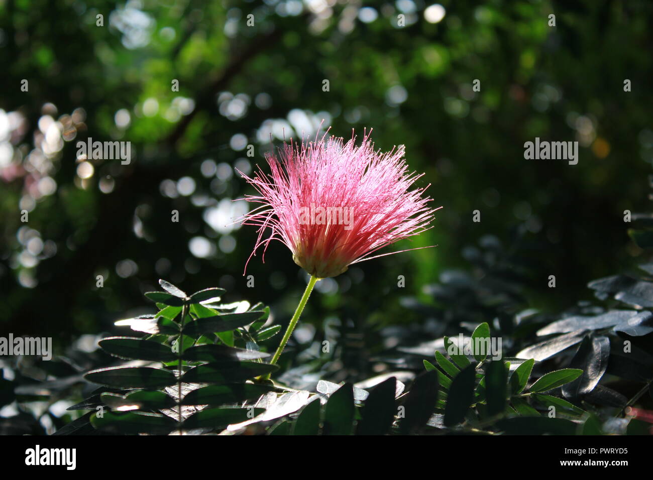 Pink powder puff, C. surinamensis, pretty and exotic pink flower ...