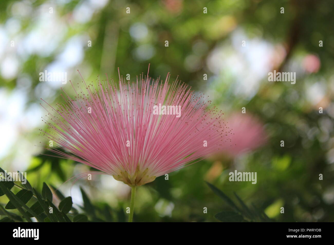 Pink powder puff, C. surinamensis, pretty and exotic pink flower ...