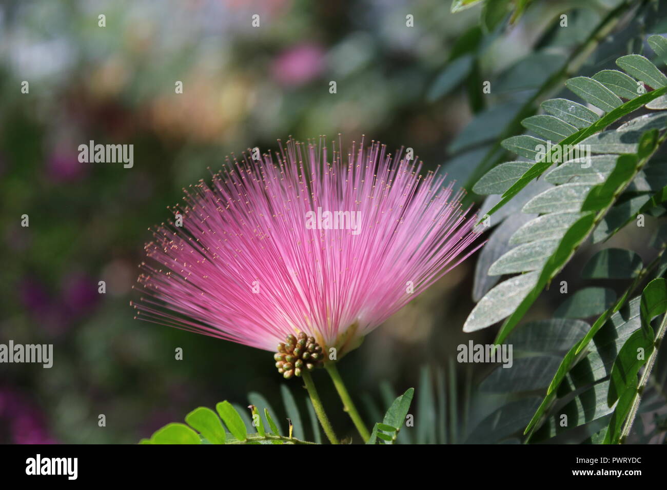 Powderpuff Tree High Resolution Stock Photography and Images - Alamy