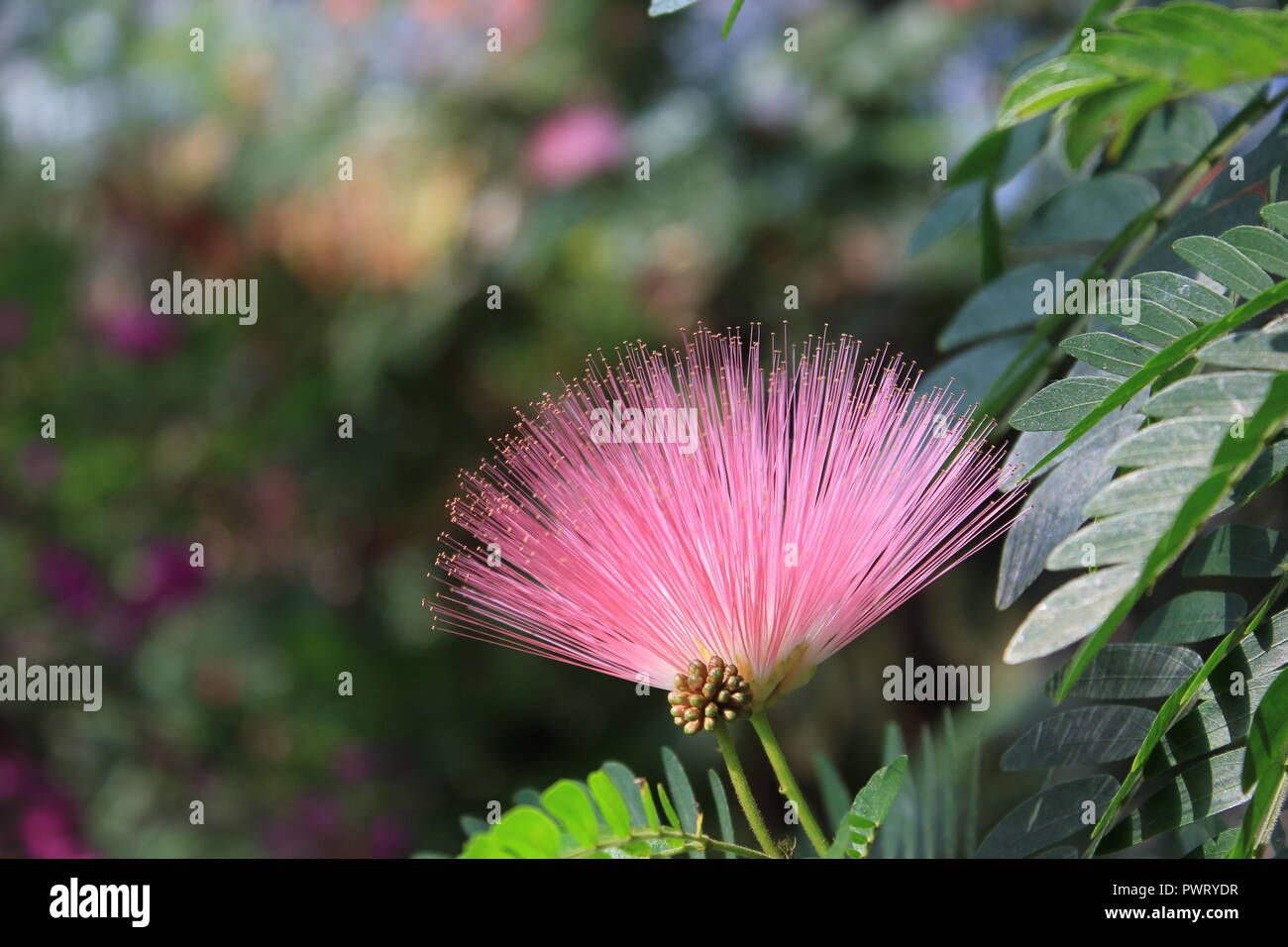 Pink powder puff, C. surinamensis, pretty and exotic pink flower ...