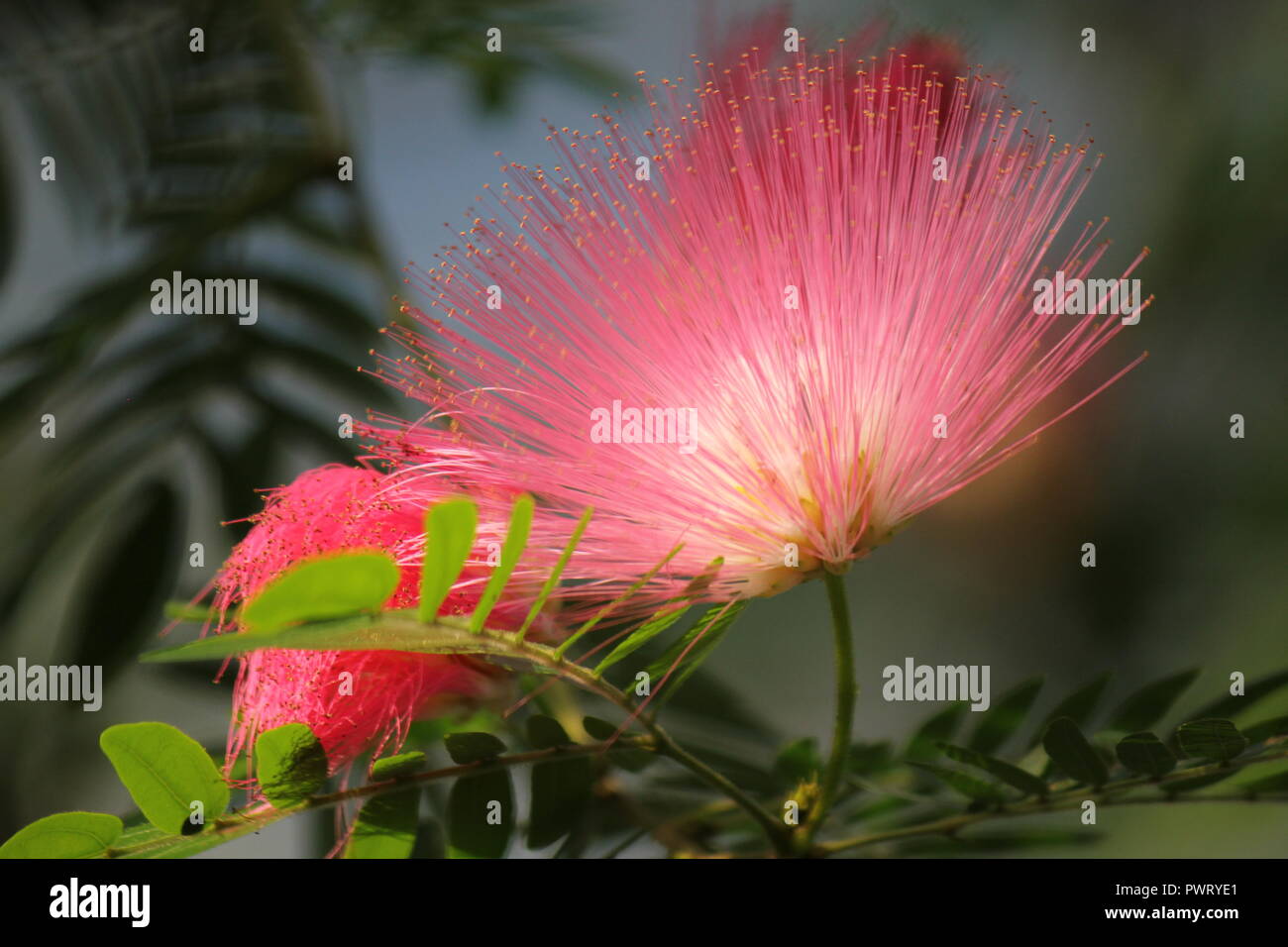 Pink powder puff, C. surinamensis, pretty and exotic pink flower ...