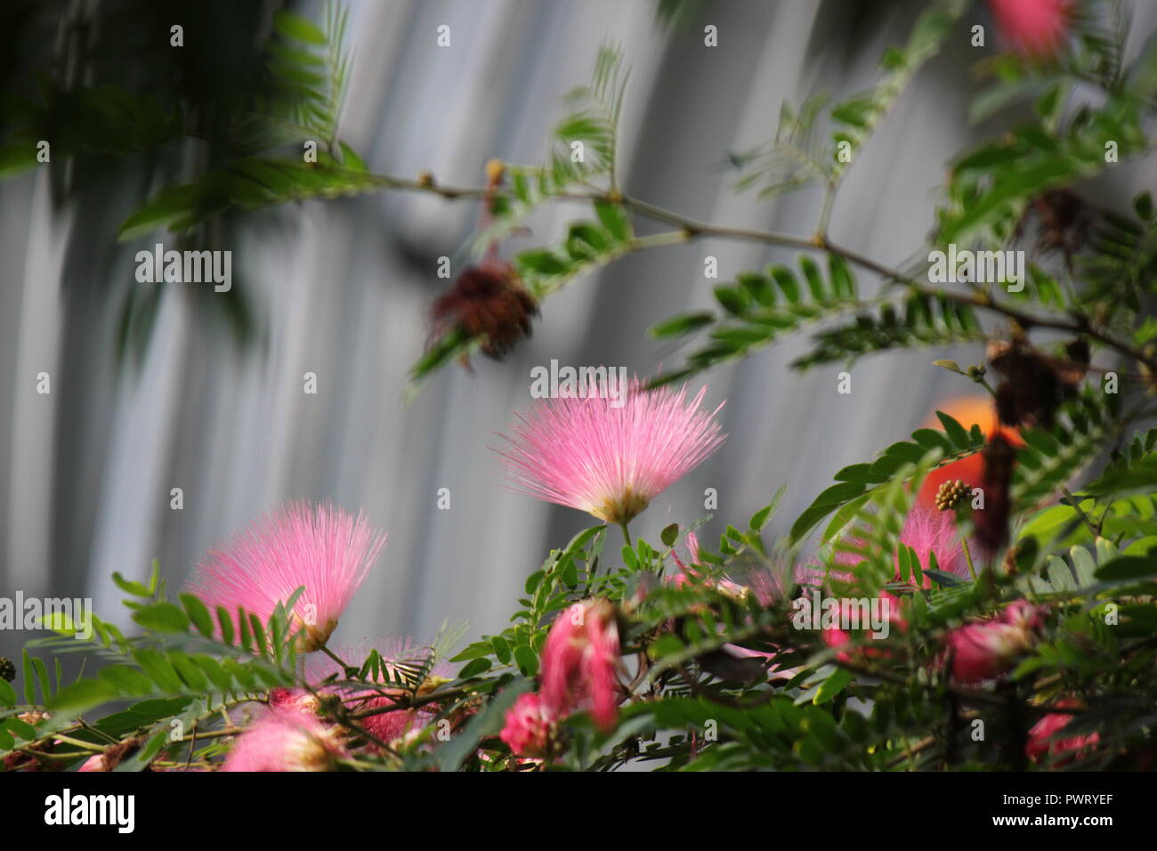 Powderpuff Tree High Resolution Stock Photography and Images - Alamy
