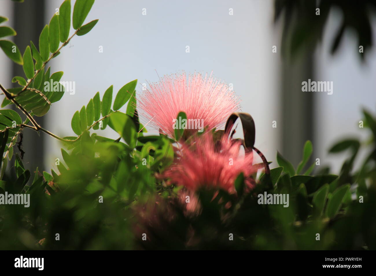 Pink powder puff, C. surinamensis, pretty and exotic pink flower ...