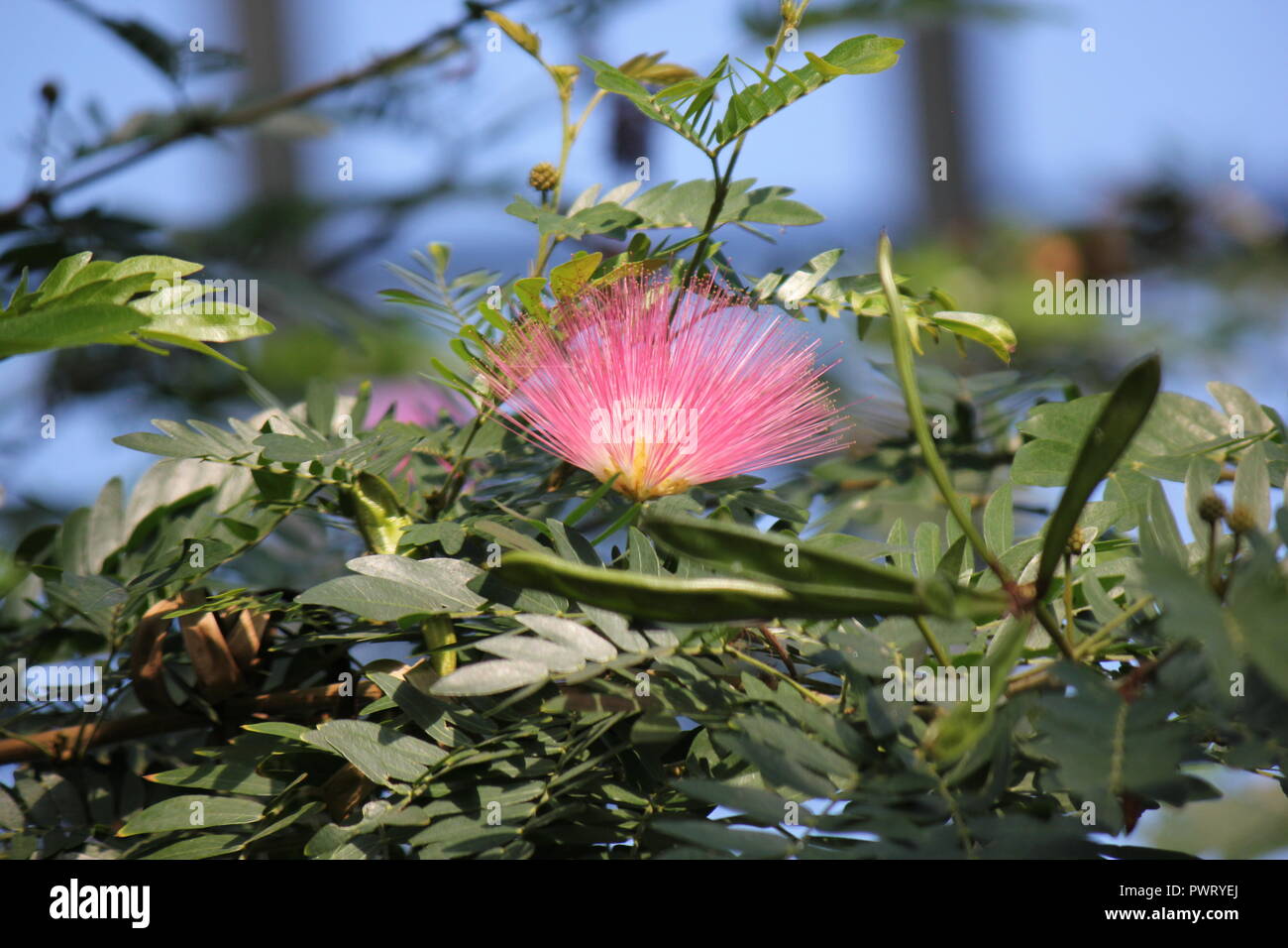 Pink powder puff, C. surinamensis, pretty and exotic pink flower ...