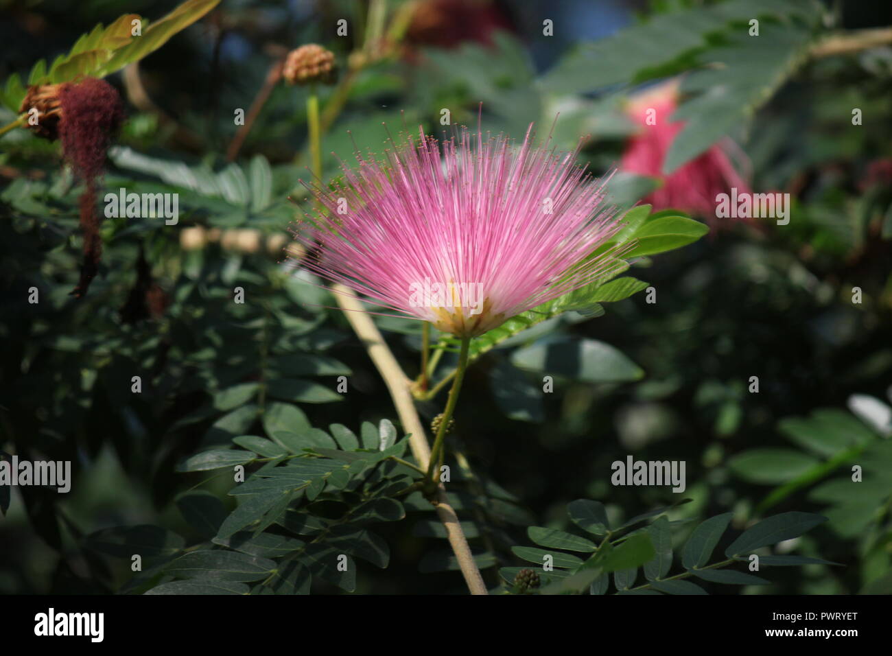 Pink powder puff, C. surinamensis, pretty and exotic pink flower ...