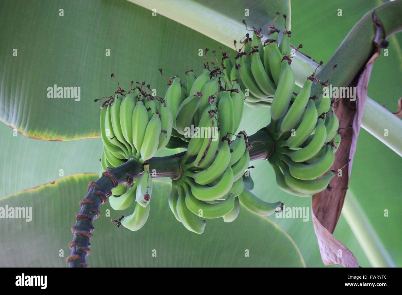 Rare ripening hi-res stock photography and images - Alamy