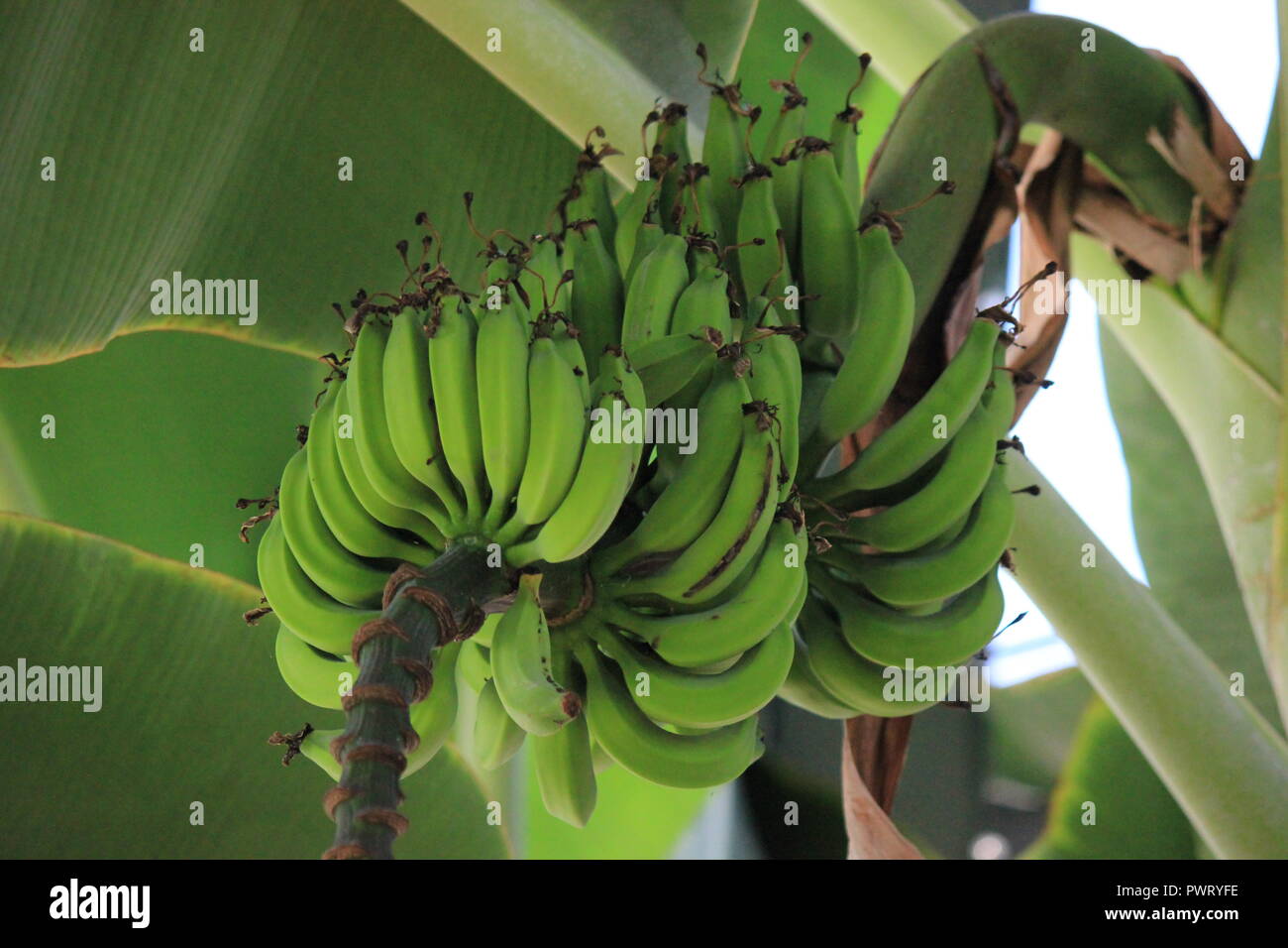 perfect bunch of green bananas ripening on the banana tree growing in ...