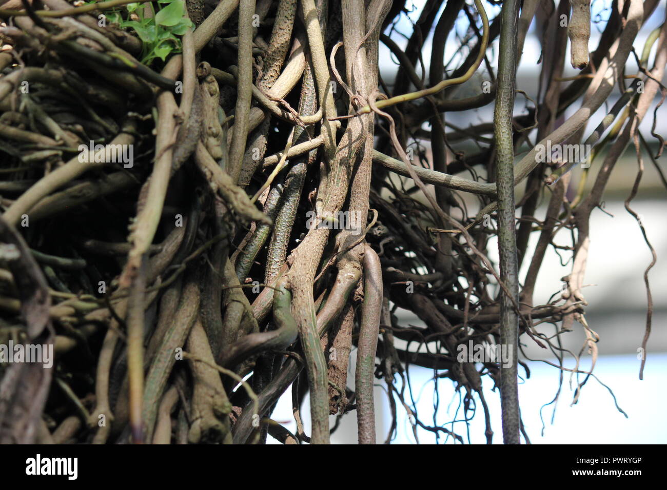 Anthurium holtonianum, Lobbed Aroid, Anthurium holm-nielsenii, plant ...