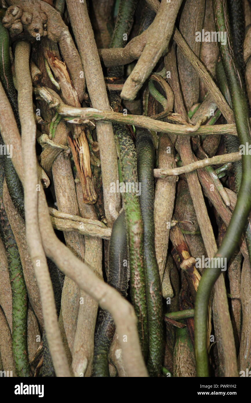 Anthurium holtonianum, Lobbed Aroid, Anthurium holm-nielsenii, plant ...