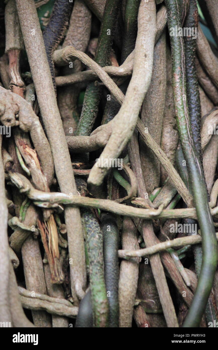 Anthurium holtonianum, Lobbed Aroid, Anthurium holm-nielsenii, plant ...