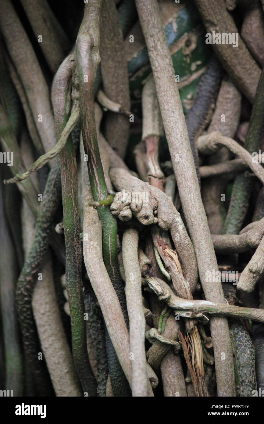 Anthurium holtonianum, Lobbed Aroid, Anthurium holm-nielsenii, plant ...