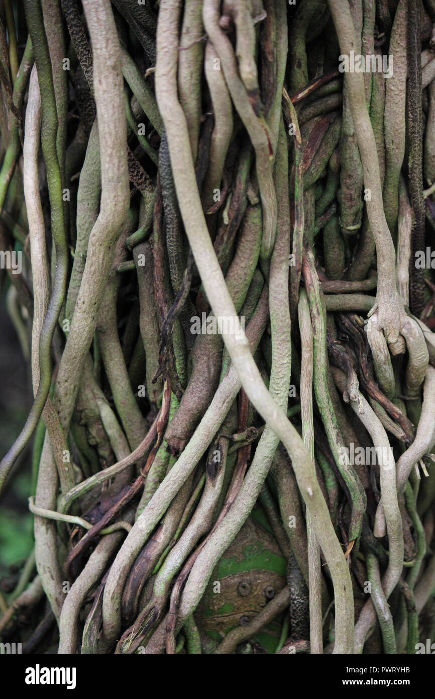 Anthurium holtonianum, Lobbed Aroid, Anthurium holm-nielsenii, plant ...