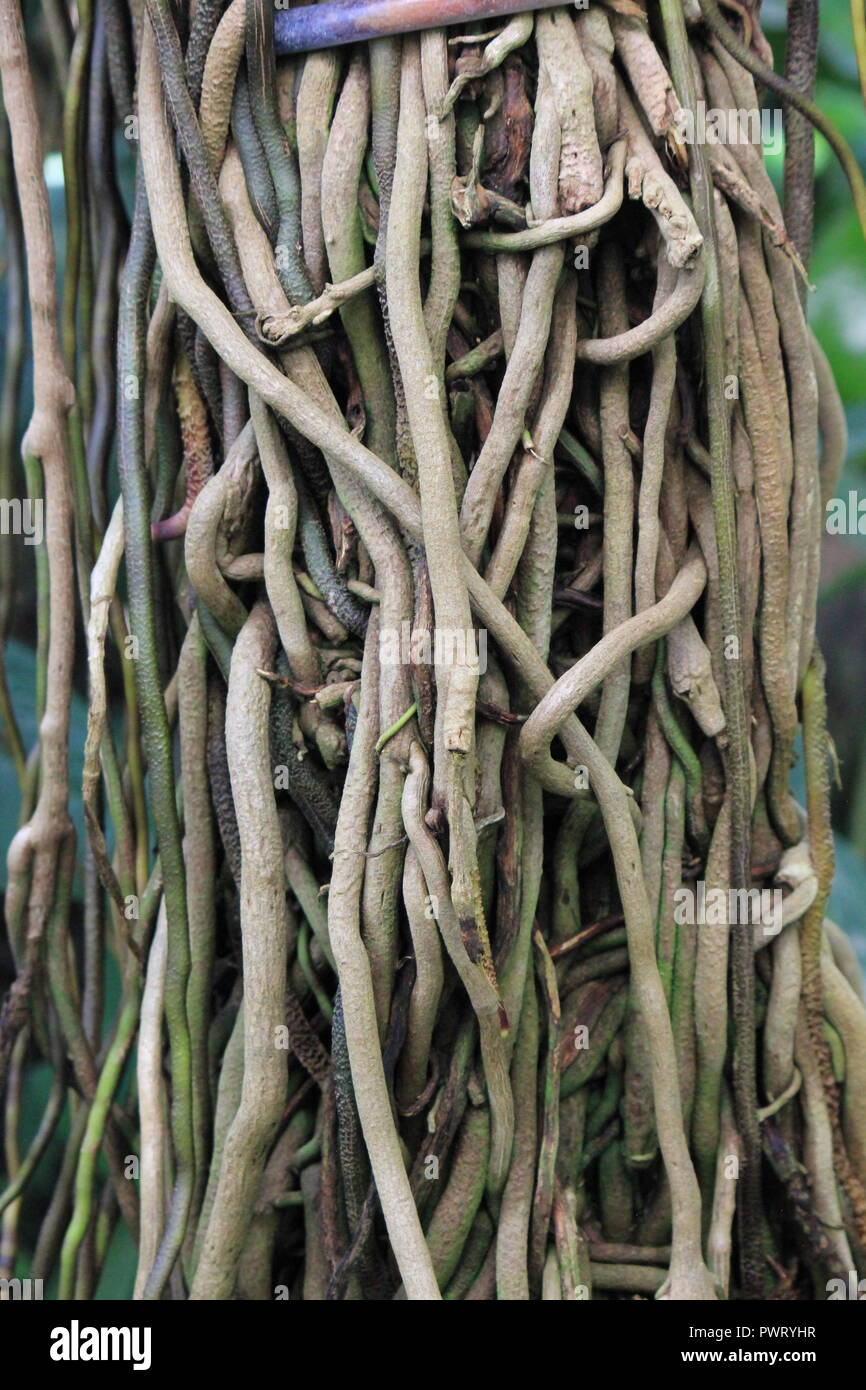 Anthurium holtonianum, Lobbed Aroid, Anthurium holm-nielsenii, plant ...