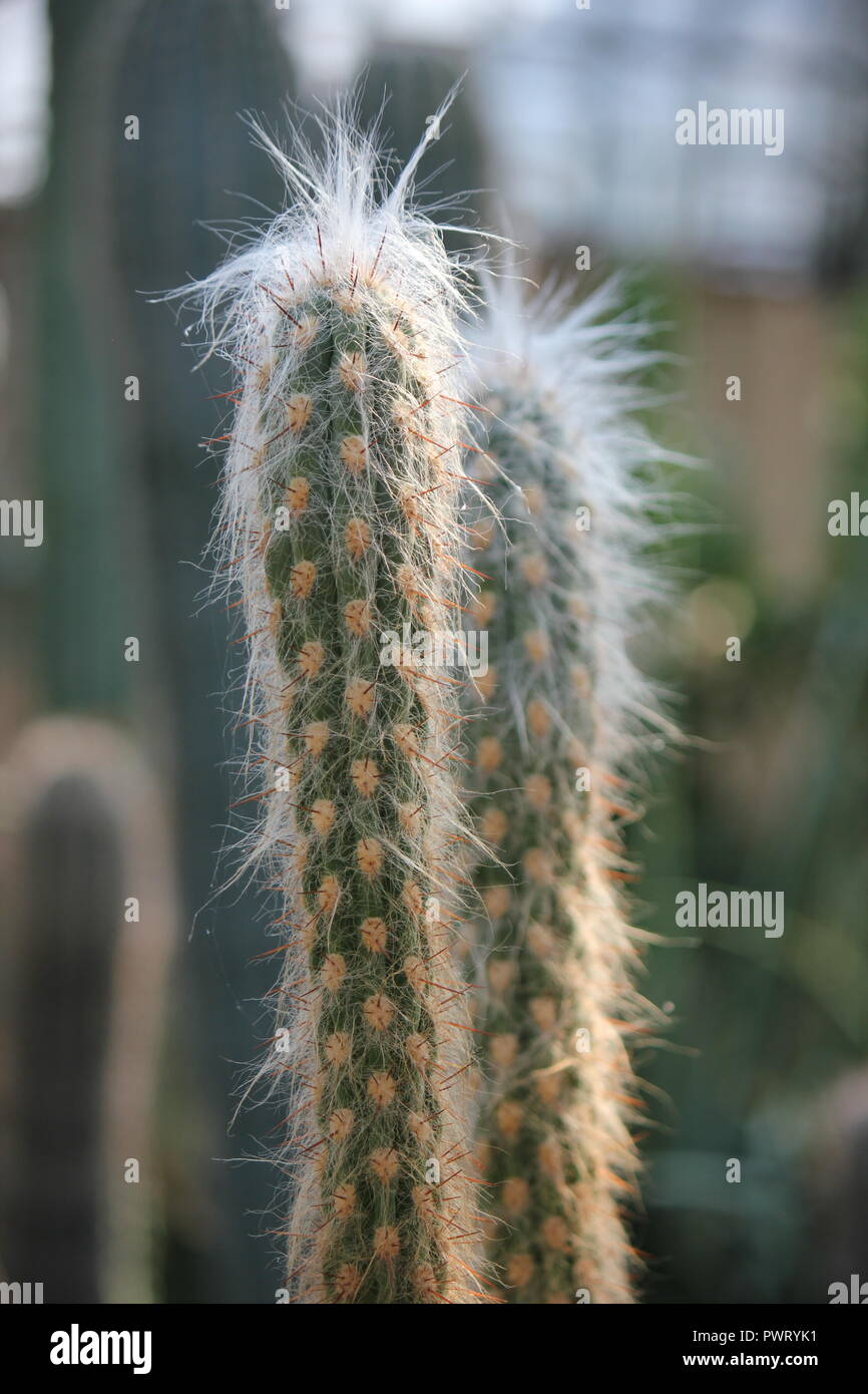Hairy Cacti High Resolution Stock Photography and Images - Alamy