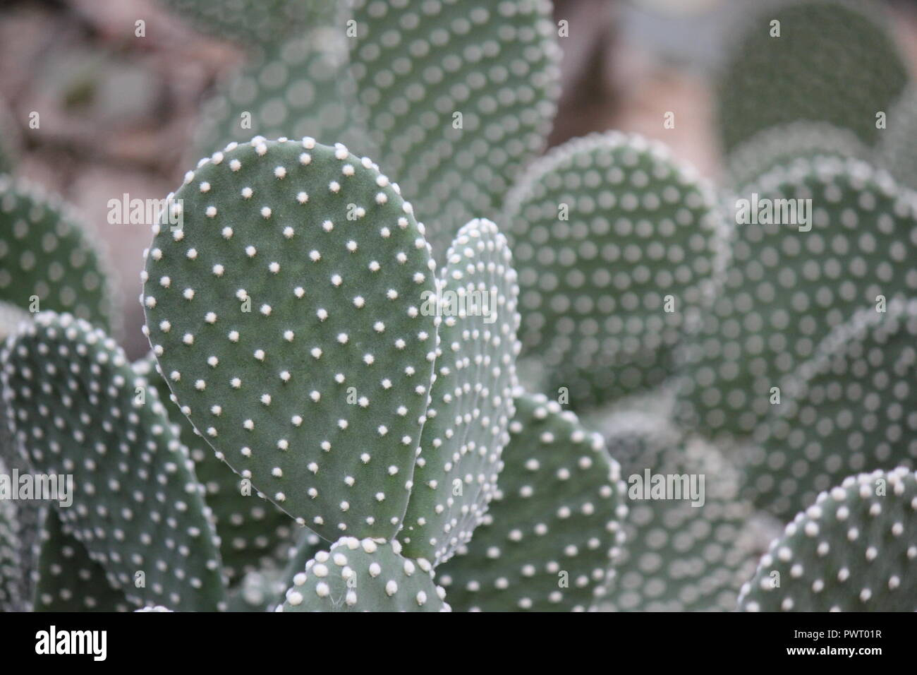 Angel's-wings, bunny ears cactus, bunny cactus or polka-dot cactus ...