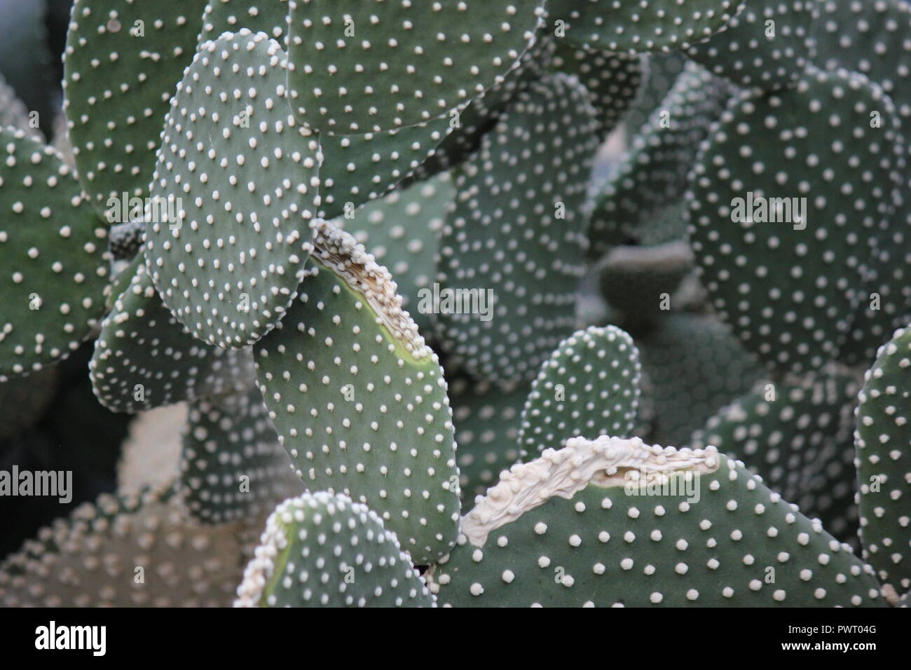 Angel's-wings, bunny ears cactus, bunny cactus or polka-dot cactus ...