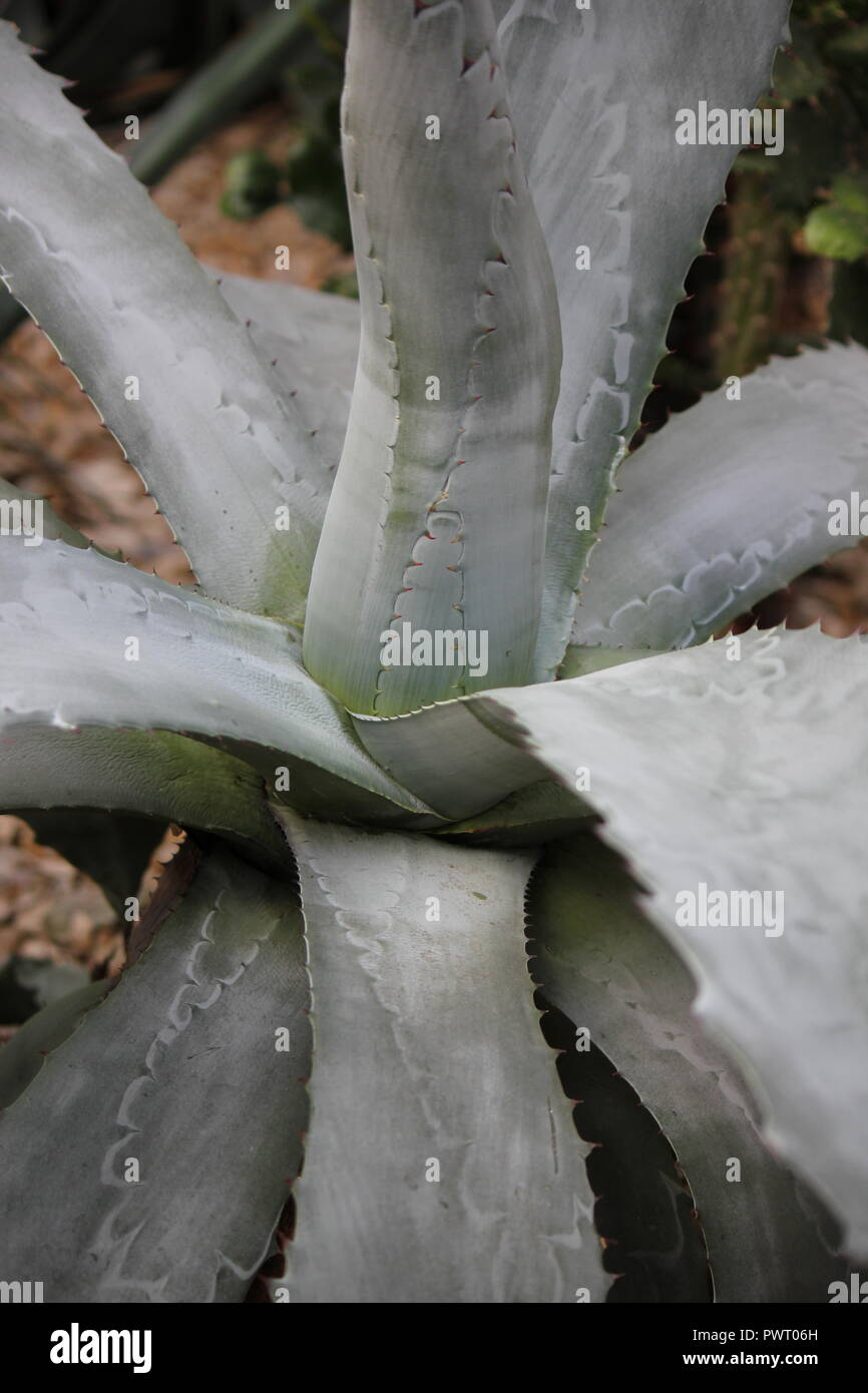 Mescal ceniza, Agave colorata, growing in the desert garden Stock Photo ...