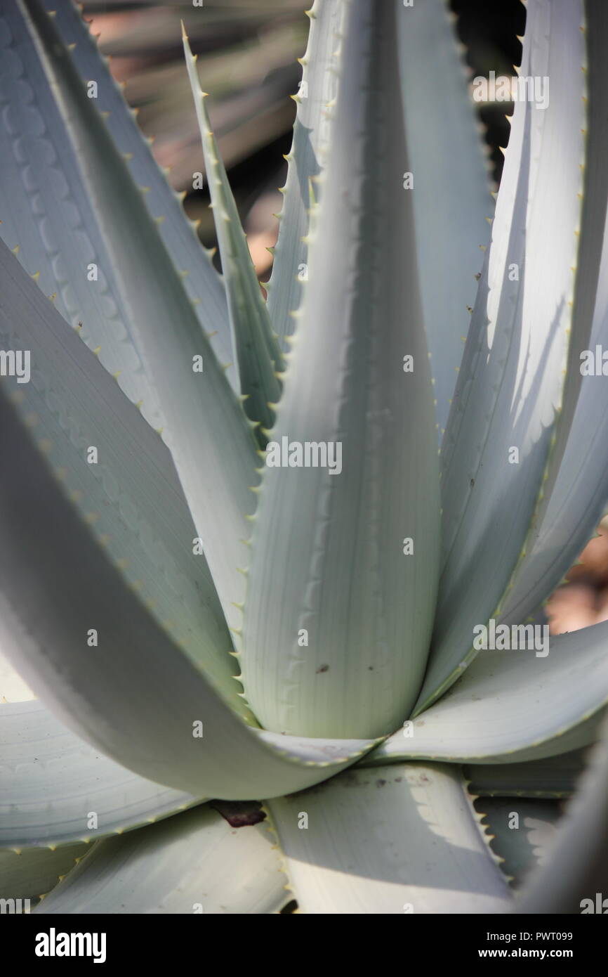 Mescal ceniza, Agave colorata, growing in the desert garden Stock Photo ...