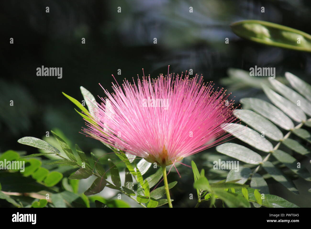 Pink powder puff, C. surinamensis, pretty and exotic pink flower ...
