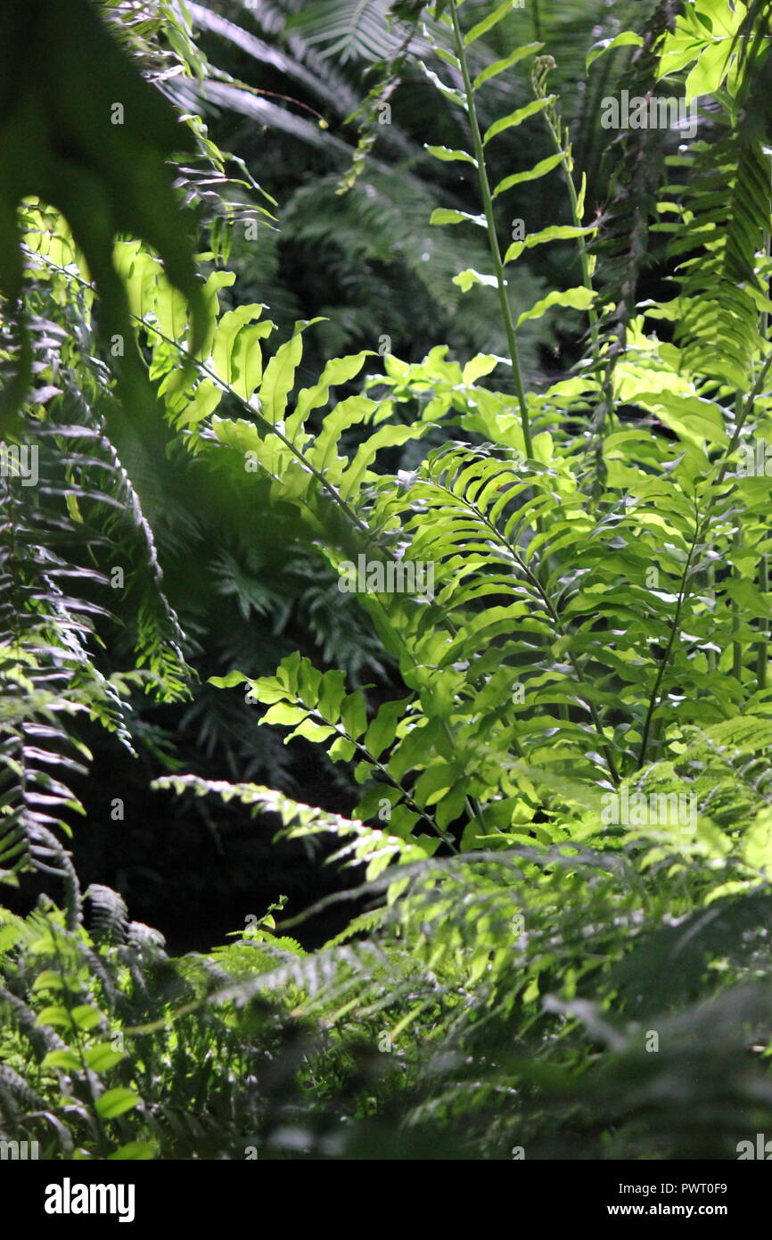 Elegant tree ferns hi-res stock photography and images - Alamy