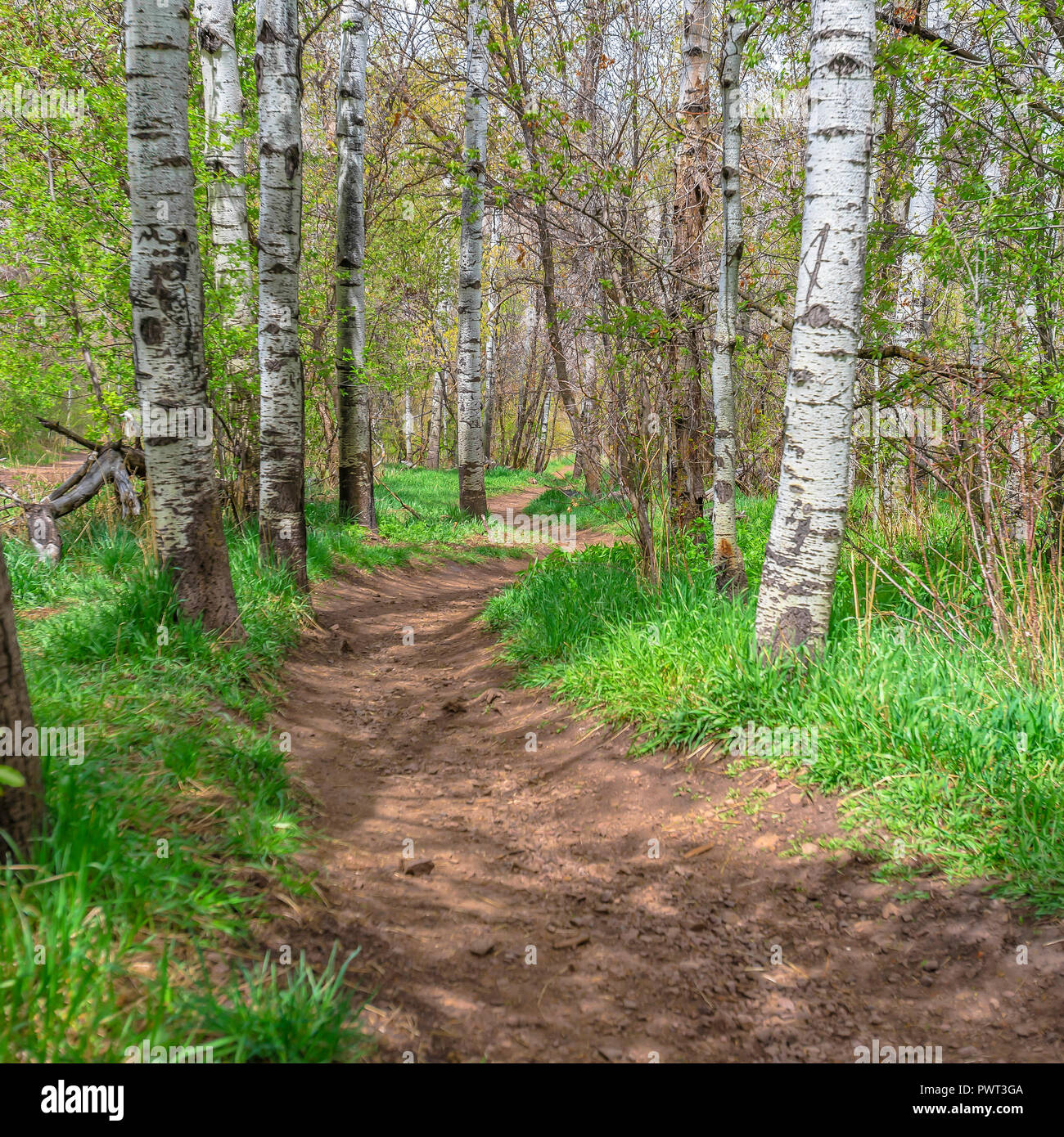 Curving hiking trail in Big Springs Park Utah Stock Photo - Alamy