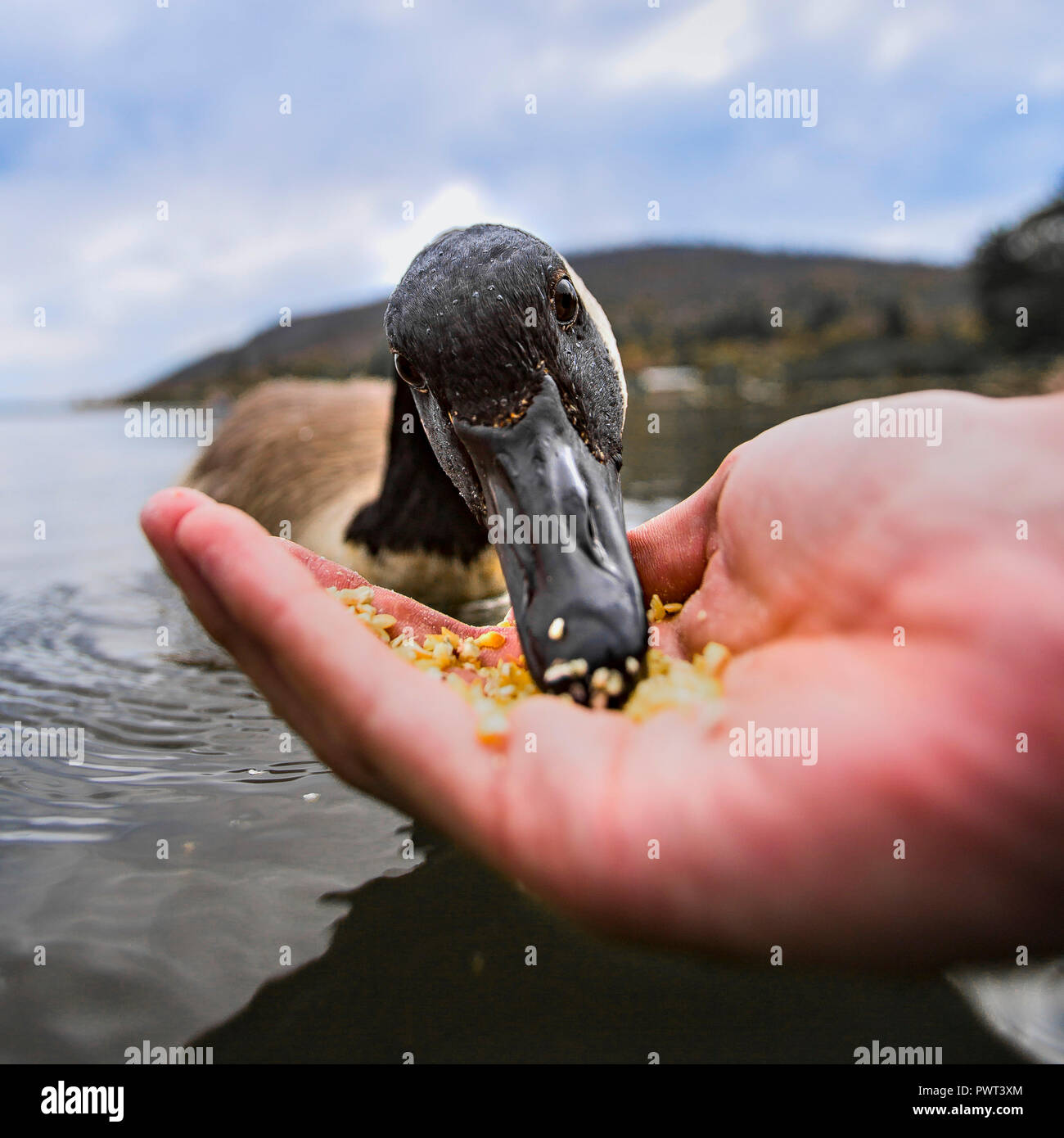 Duck eating corn on the palm of a hand Stock Photo - Alamy