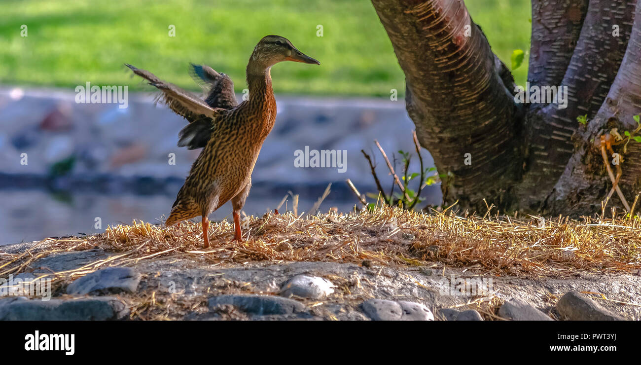 Duck spreading it's wings on a sunny day Stock Photo - Alamy