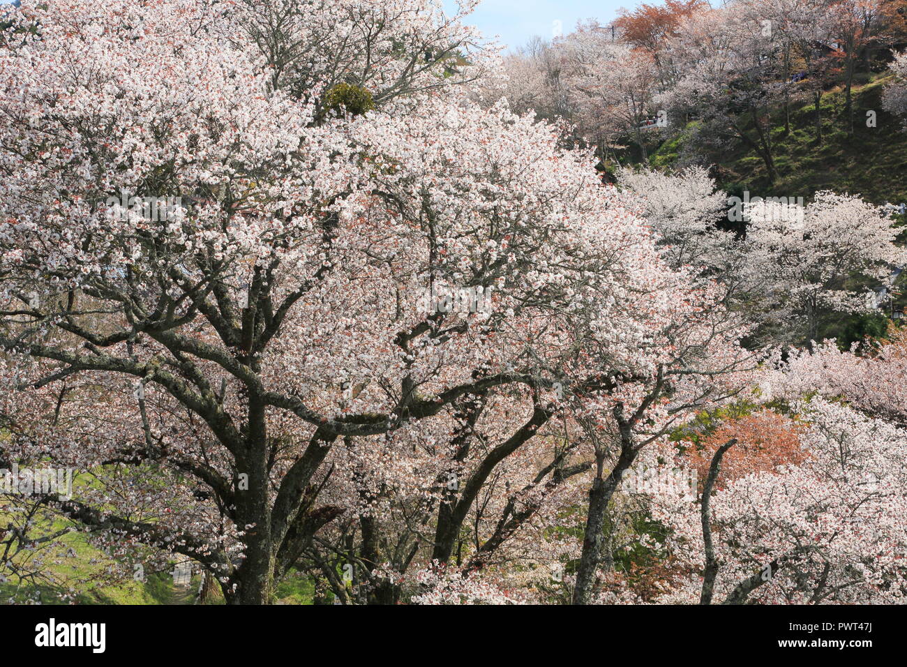 Yoshino mountain cherry blossoms Stock Photo - Alamy