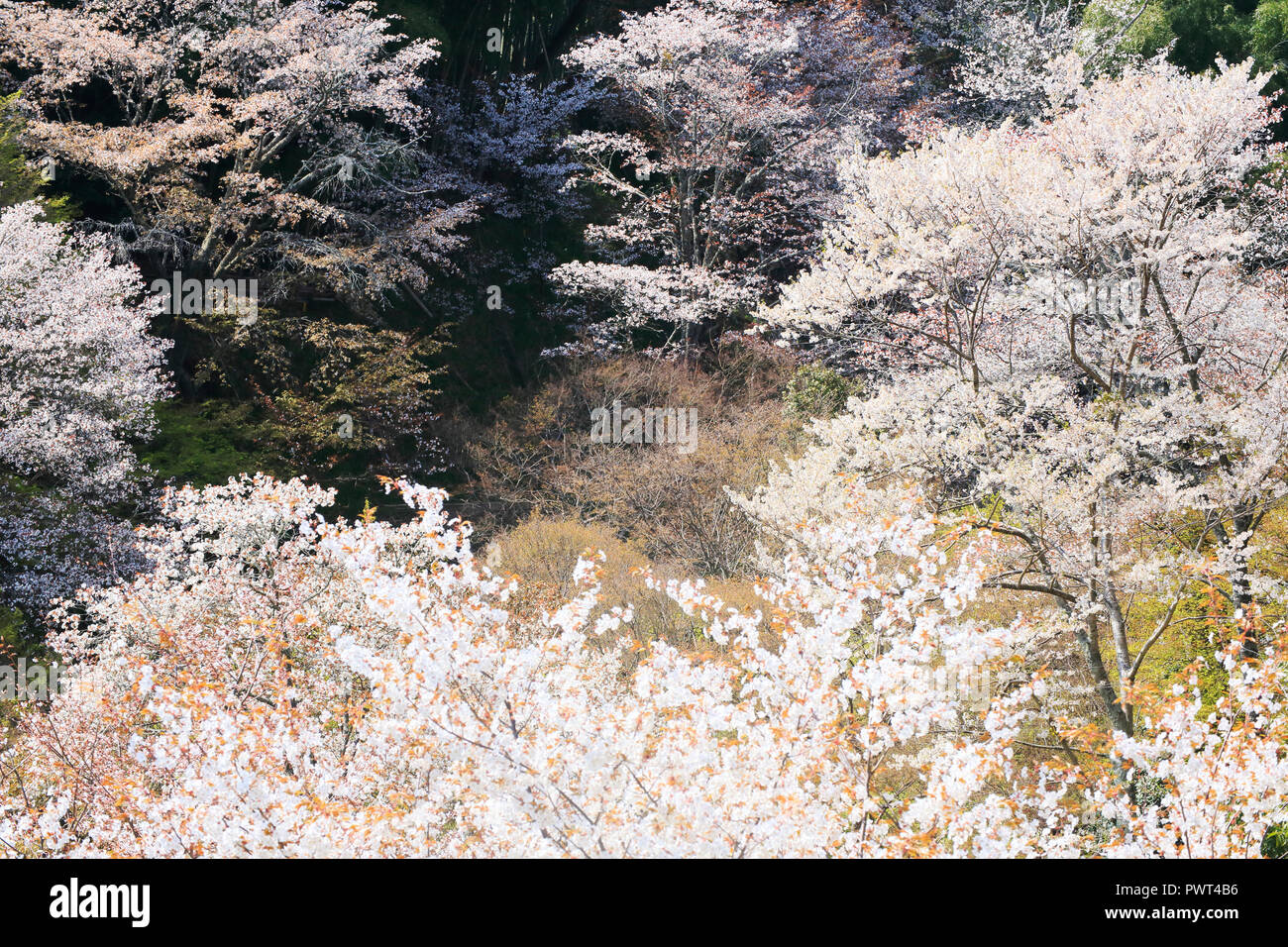 Yoshino mountain cherry blossoms Stock Photo - Alamy