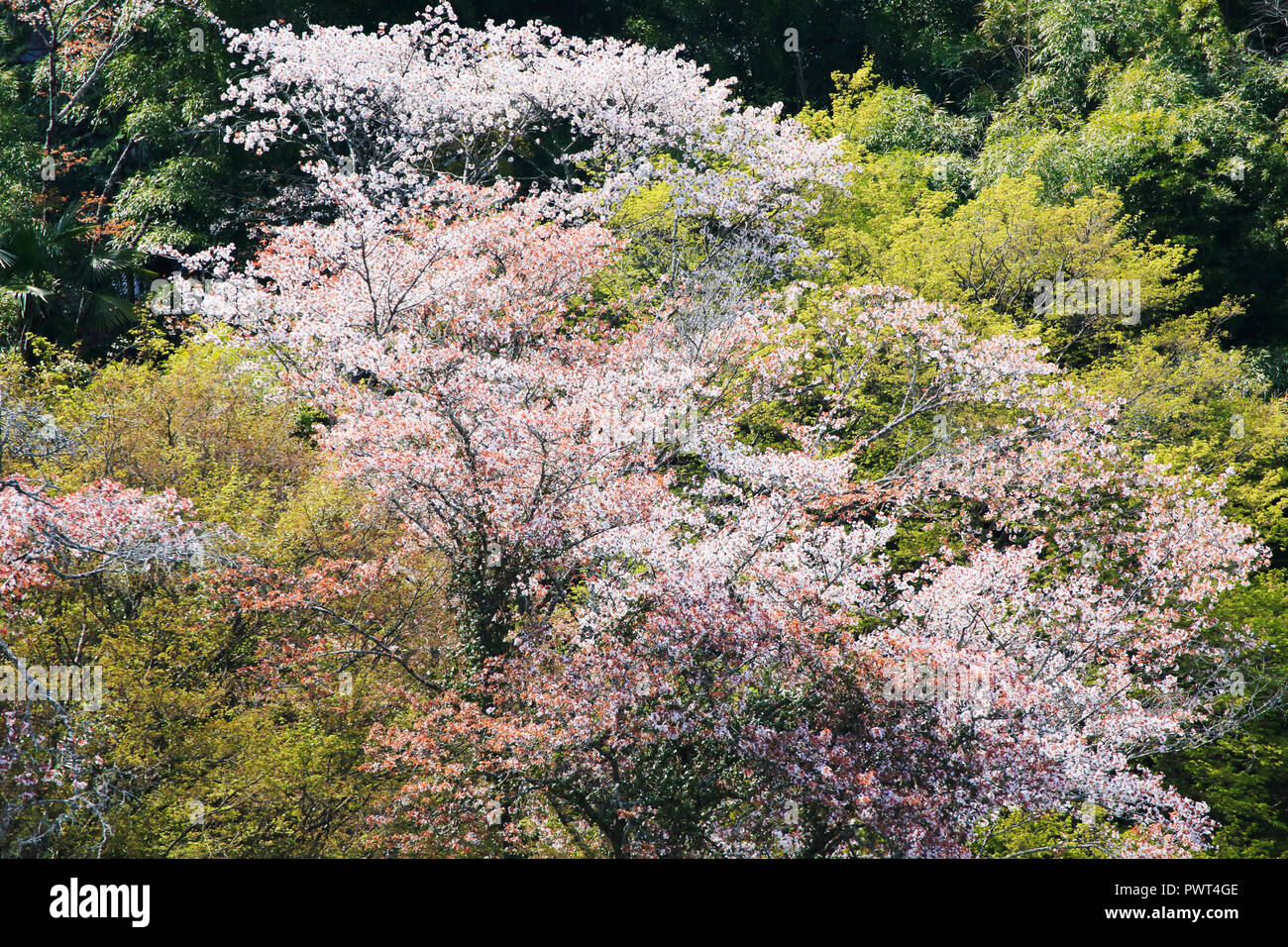Yoshino mountain cherry blossoms Stock Photo - Alamy
