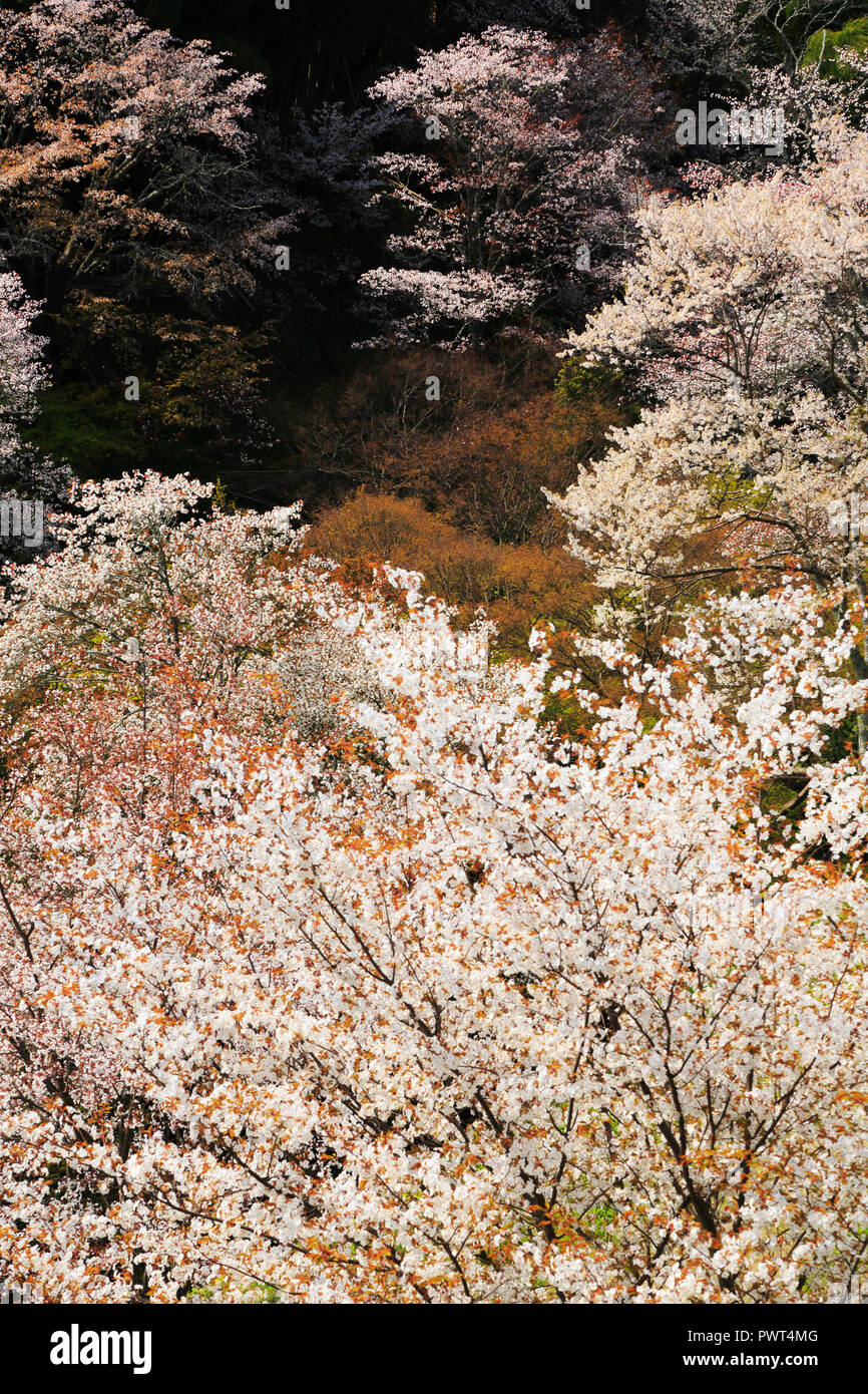 Yoshino mountain cherry blossoms Stock Photo - Alamy