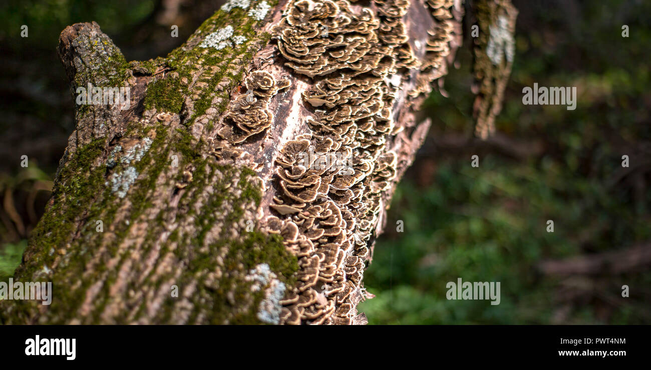 Background of clusters of rings hi-res stock photography and images - Alamy