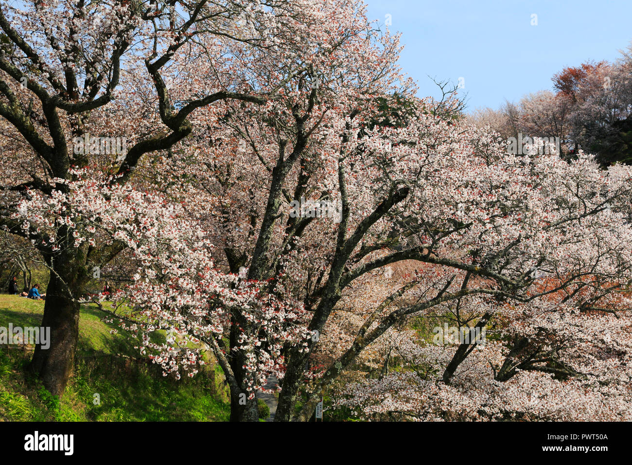 Yoshino mountain cherry blossoms Stock Photo - Alamy