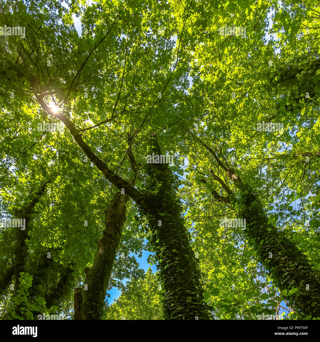 Vines tree canopy trees hi-res stock photography and images - Alamy