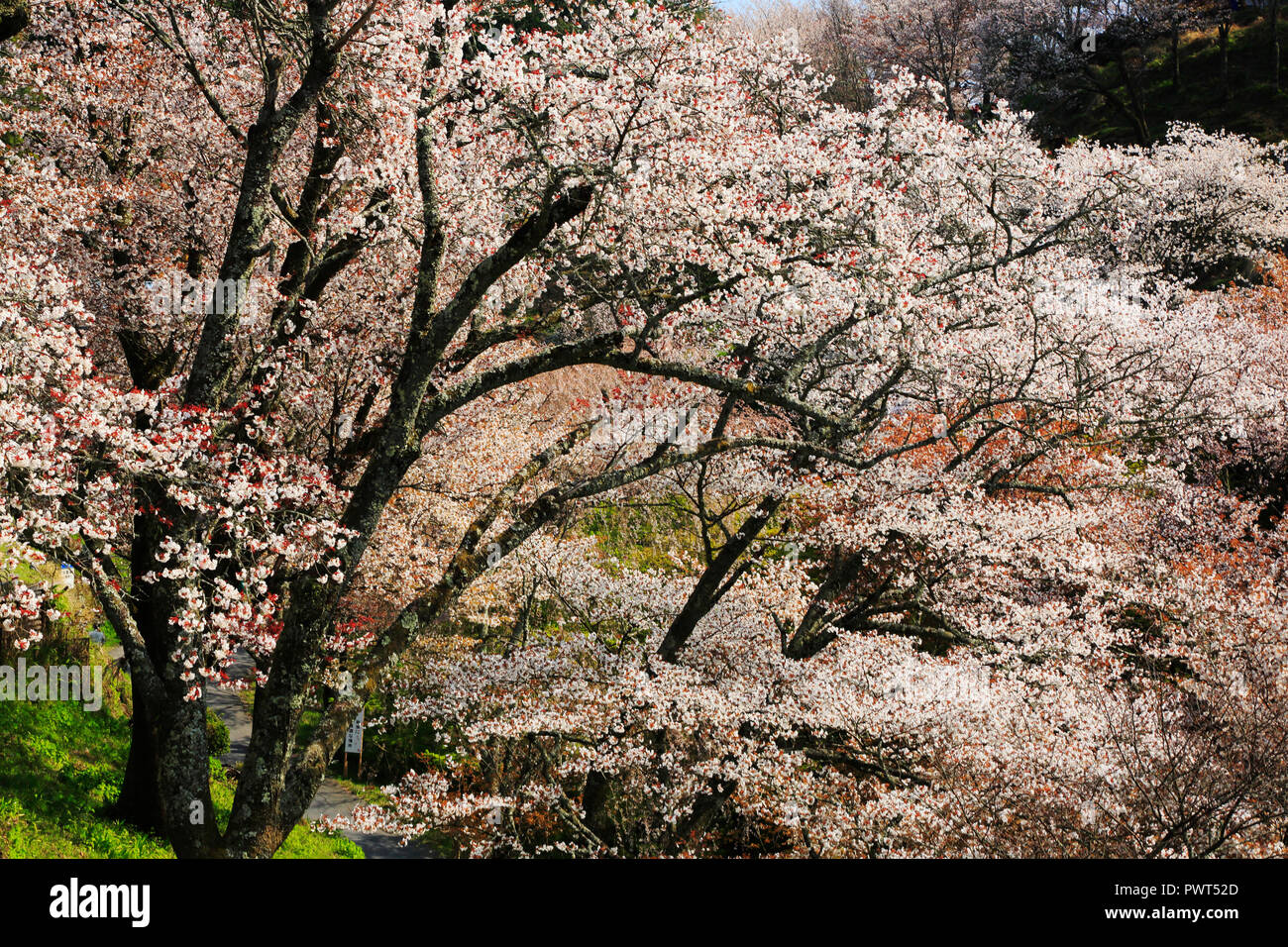 Yoshino mountain cherry blossoms Stock Photo - Alamy
