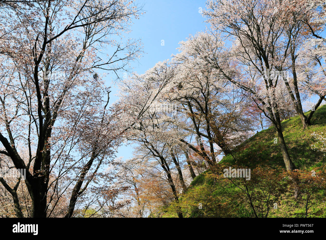 Yoshino mountain cherry blossoms Stock Photo - Alamy